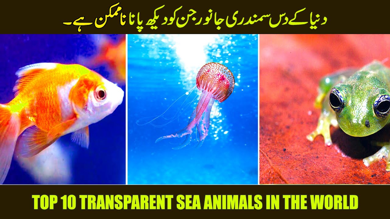 Top 10 transparent sea animals in the world | Most transparent and ...