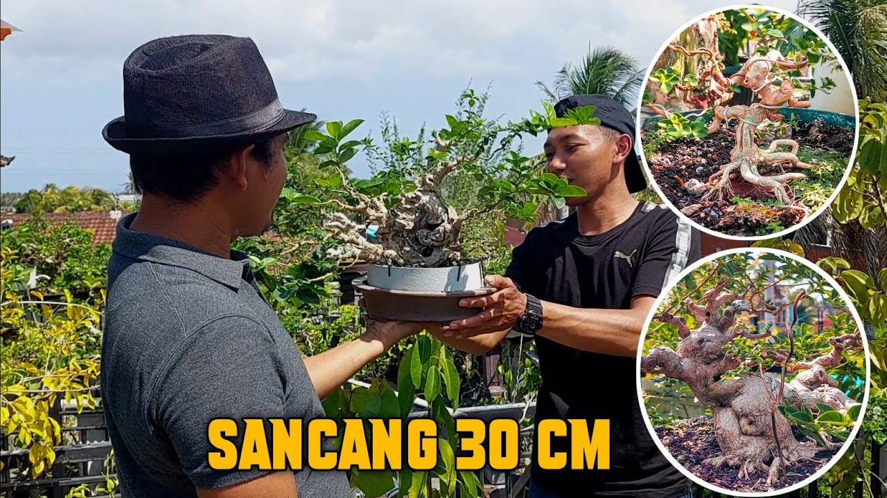 Cek Bonsai "AMUNISI THE MAXX 30 CM" Koleksi MT petani Bonsai - YouTube