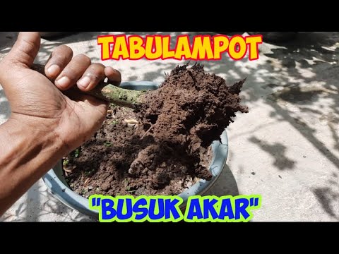 TABULAMPOT SAWO || Busuk akar - YouTube