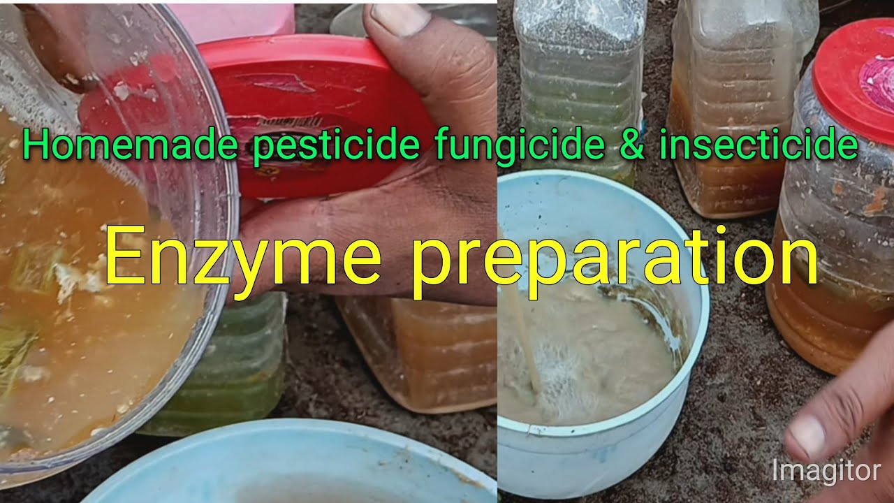 How to make Bio enzyme for plants.How to use Bio enzyme for our plants ...