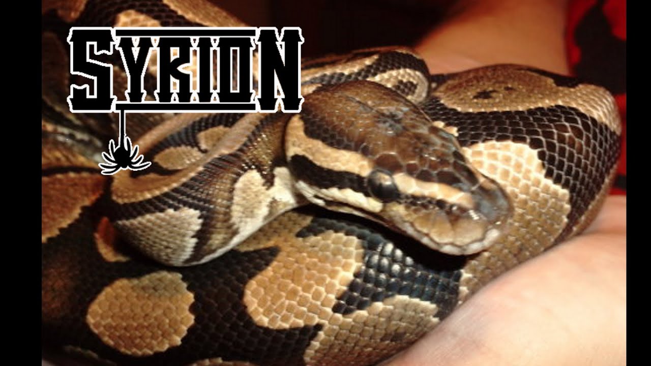 Pyton królewski, karmienie samicy Python regius - Royal, Ball Python female feeding - YouTube