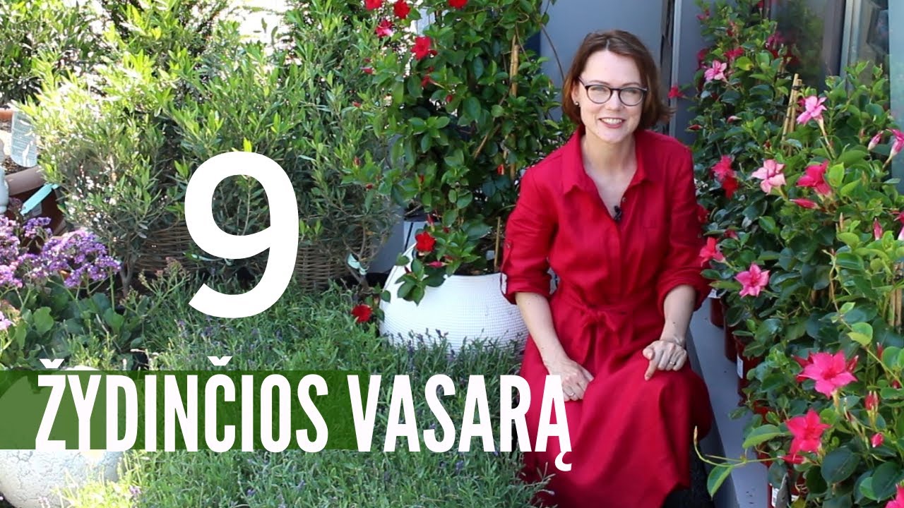 9 daugiametės gėlės, žydinčios vasarą - idėjos šiuolaikiškam gėlynui ...