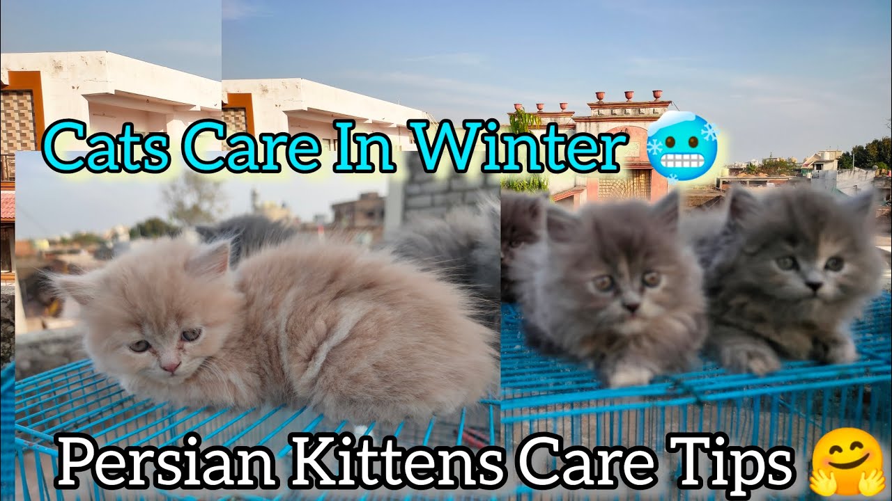 Persian Cats & Kittens Care Tips In Winter 🥶 Season || Special Food In ...