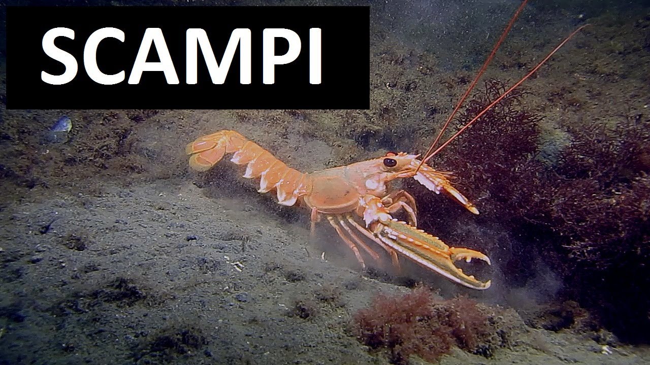 SCAMPI ( Nephrops norvegicus ). Scuba diving Ireland - YouTube