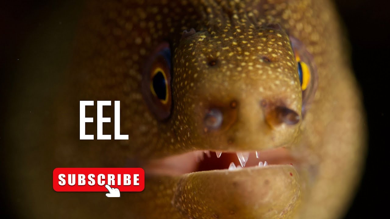 Amazing eel underwater | Sound to rest | Natural beauty - YouTube