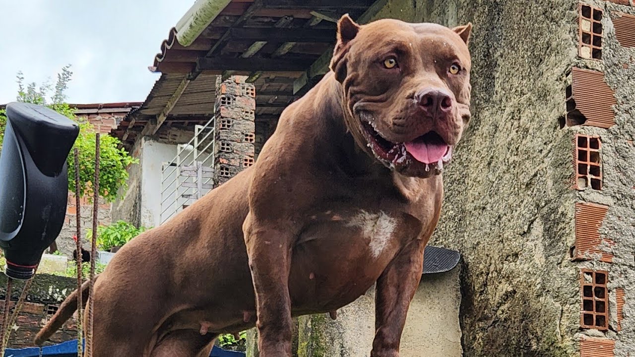 PITBULL MONSTER 🔥 #lekthebestkennel - YouTube