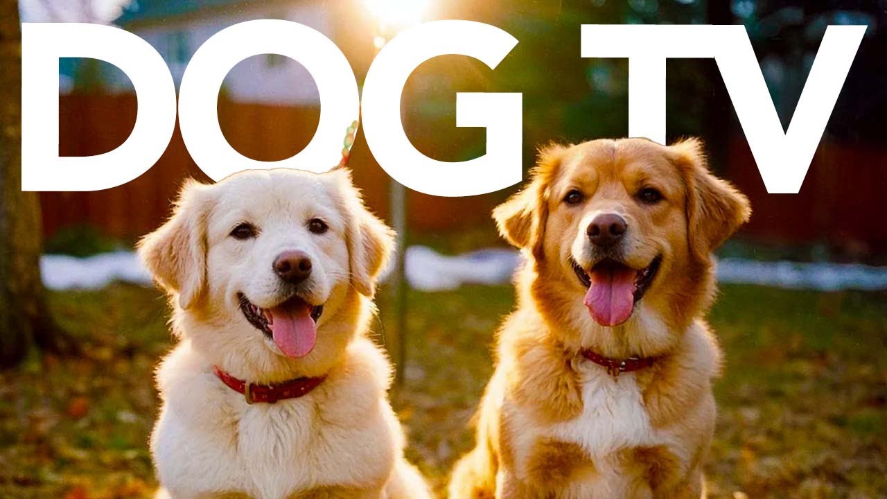 DOG TV - Fast Relaxation Boost Video for Dogs! Calm Your Dog in Minutes ...