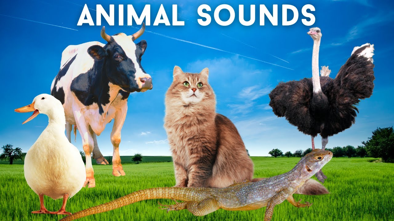 Common and Unique Animal Sounds Compilation - YouTube