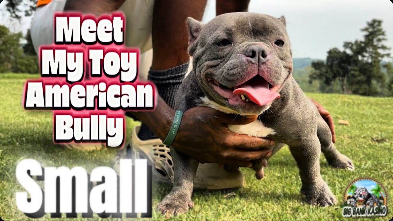My Toy American Bully#Gameboy daughter (N.E.S) [Episode 4] (Bully Bath ...