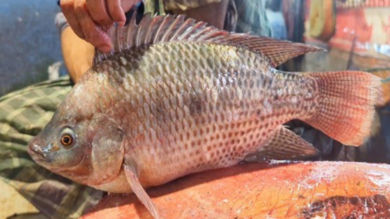 Amazing Tilapia Fish Cutting Skills In Bangladesh Fish Market - YouTube