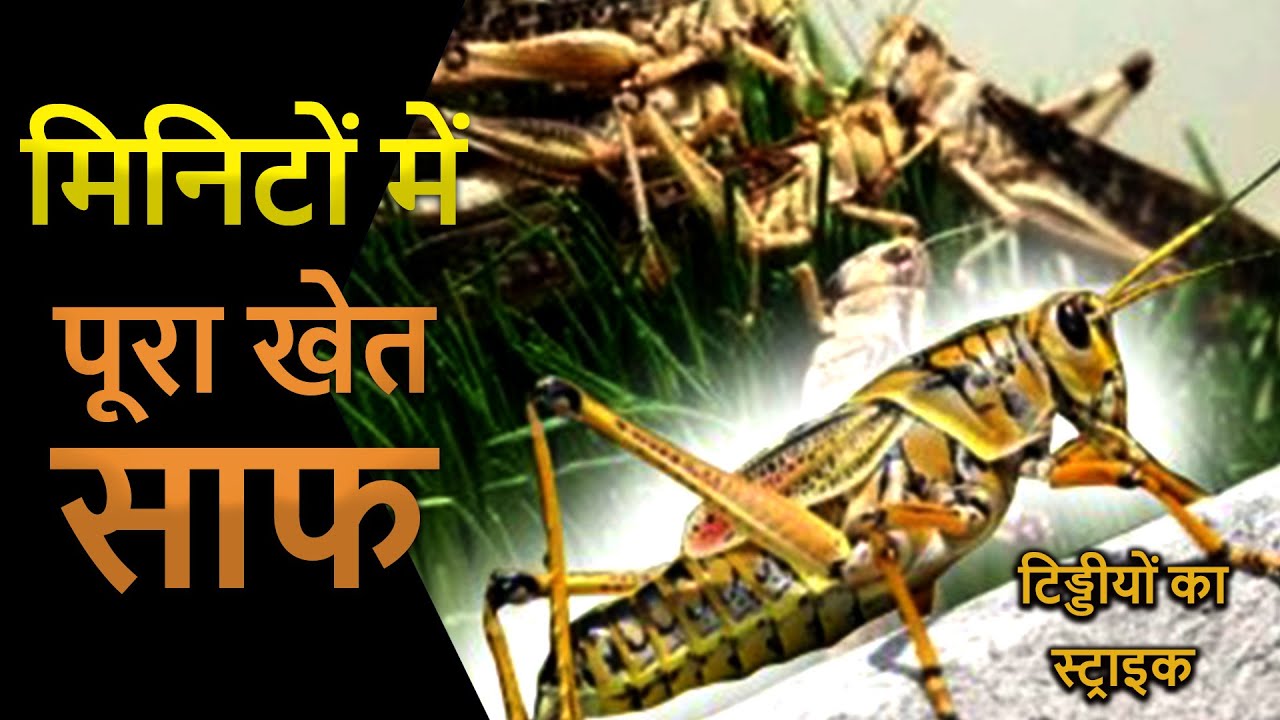 Rajasthan Locust Attack I मिनिटों के भीतर फसल चाट जाती है टिड्डी ...
