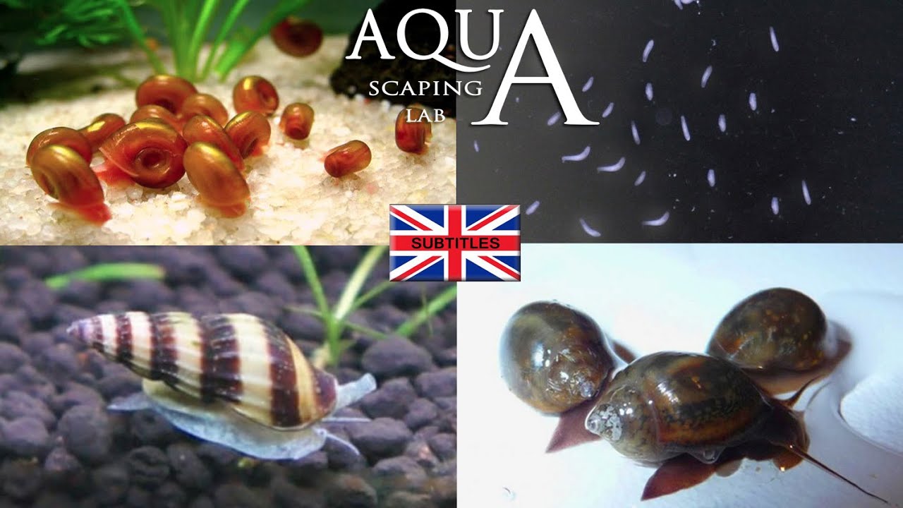 Aquascaping Lab - Aquarium Parasites, elimination of Planorbis,Physa ...
