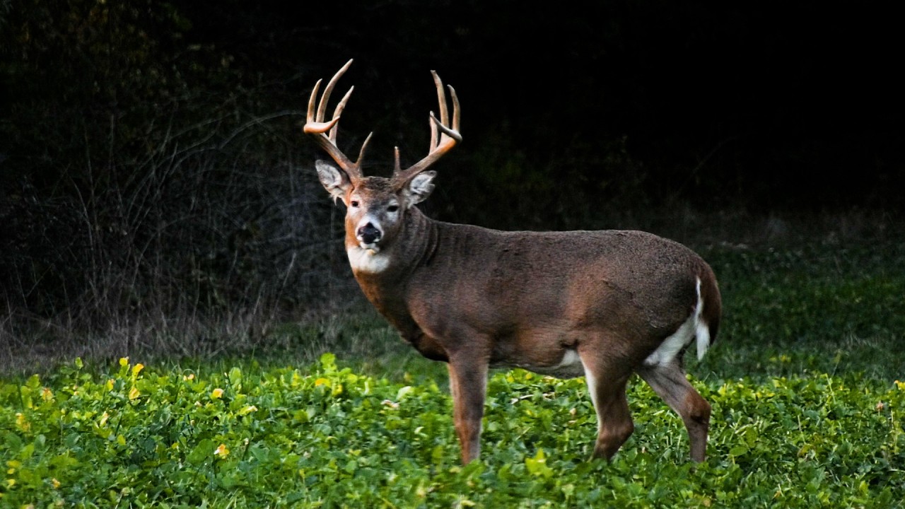 The Shatterbrains Saga + Perry’s Largest buck Of His Life | Deer Season ...