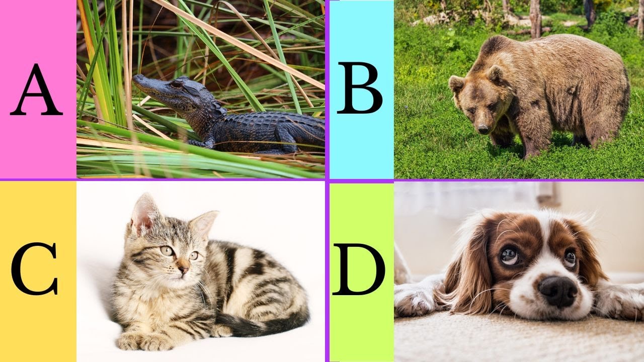 ABC Animals| Animal Alphabet| ABCD Animals for Children | Learn The ...