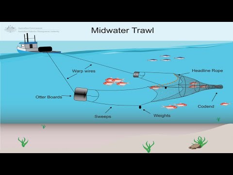 MINI TRAWL || JENIS TANGKAP PUKAT HELA||INDONESIA - YouTube