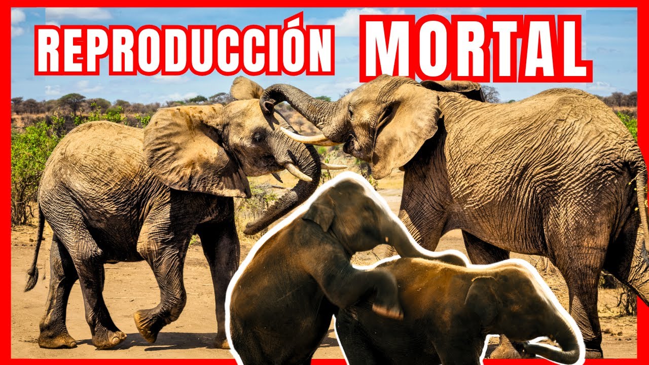 💥Reproducción ELEFANTES 2024: Competencia machos, Cortejo, Apareamiento ...