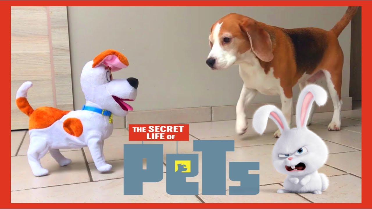 Dogs vs Secret Life of Pets MAX : Funny Dogs Louie and Marie - YouTube