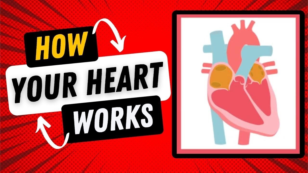 How the Heart Works | Heart Health | Your Heart as a House | Medical ...