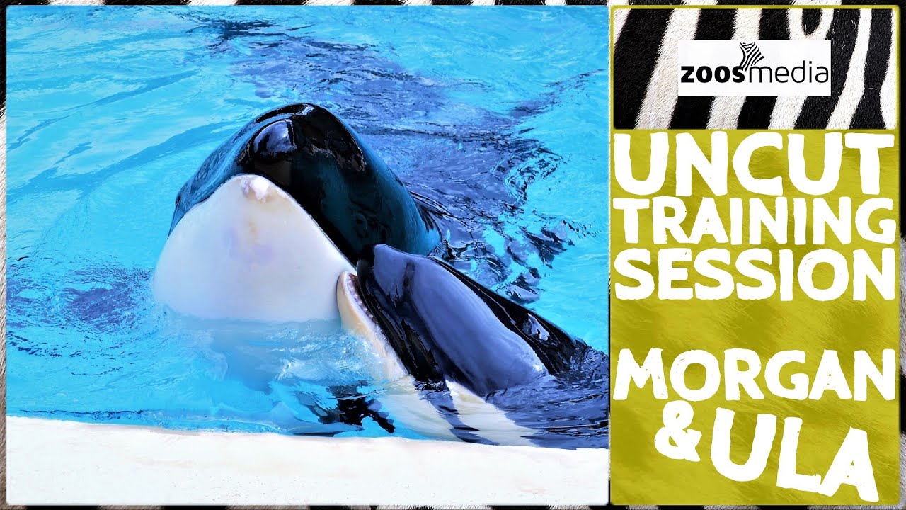 Loro Parque: ORCA Morgan & BABY Ula beim TRAINING (UNCUT) | zoos.media ...