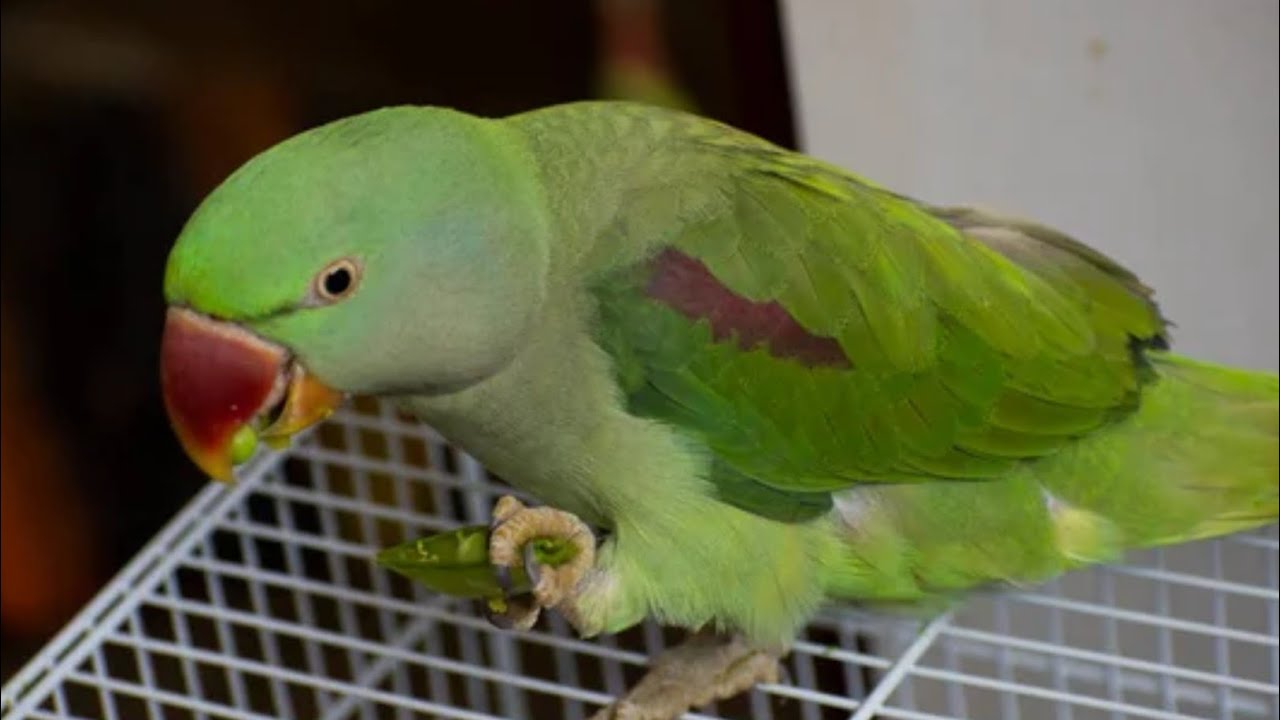 Ringneck Green Parrot Talking playing feeding - YouTube
