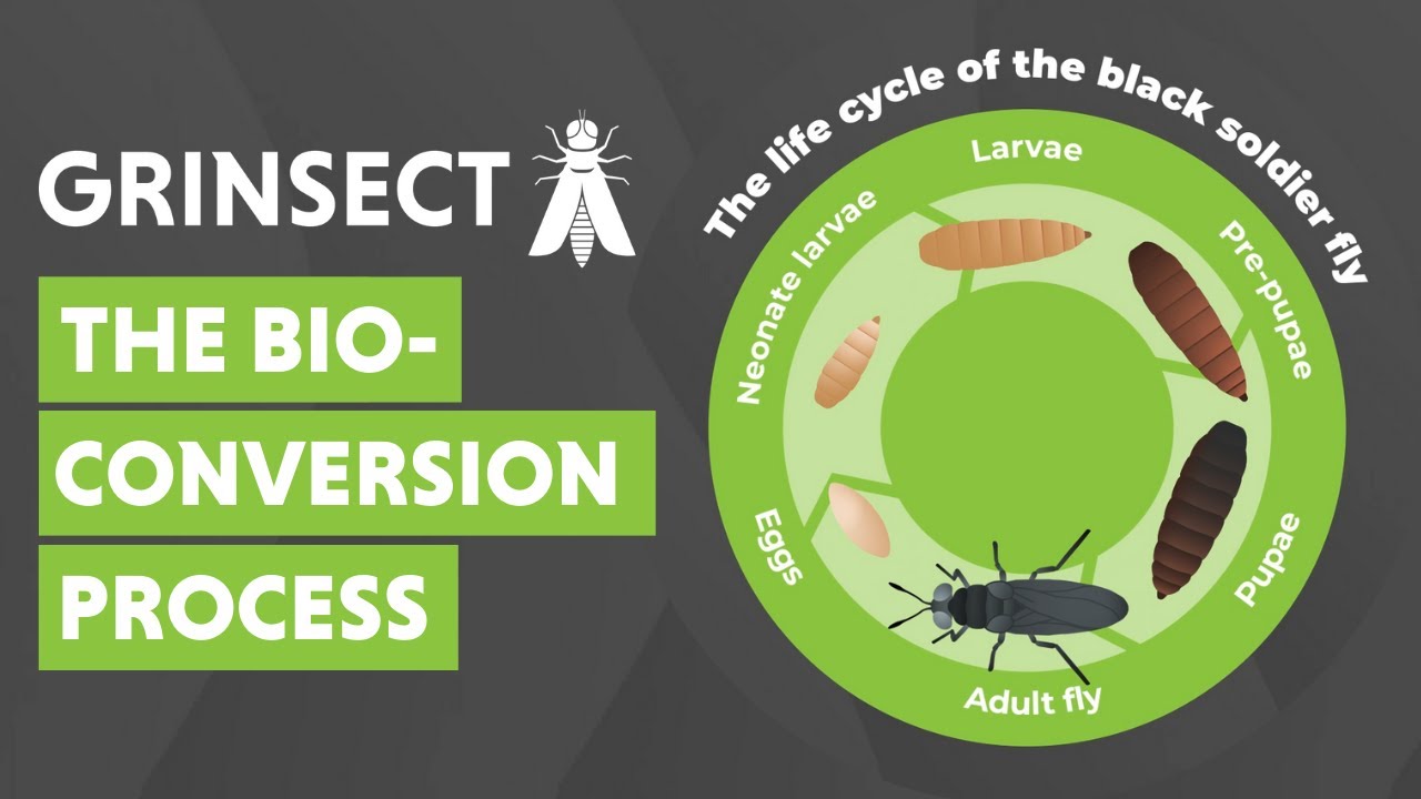 The bioconversion process - YouTube