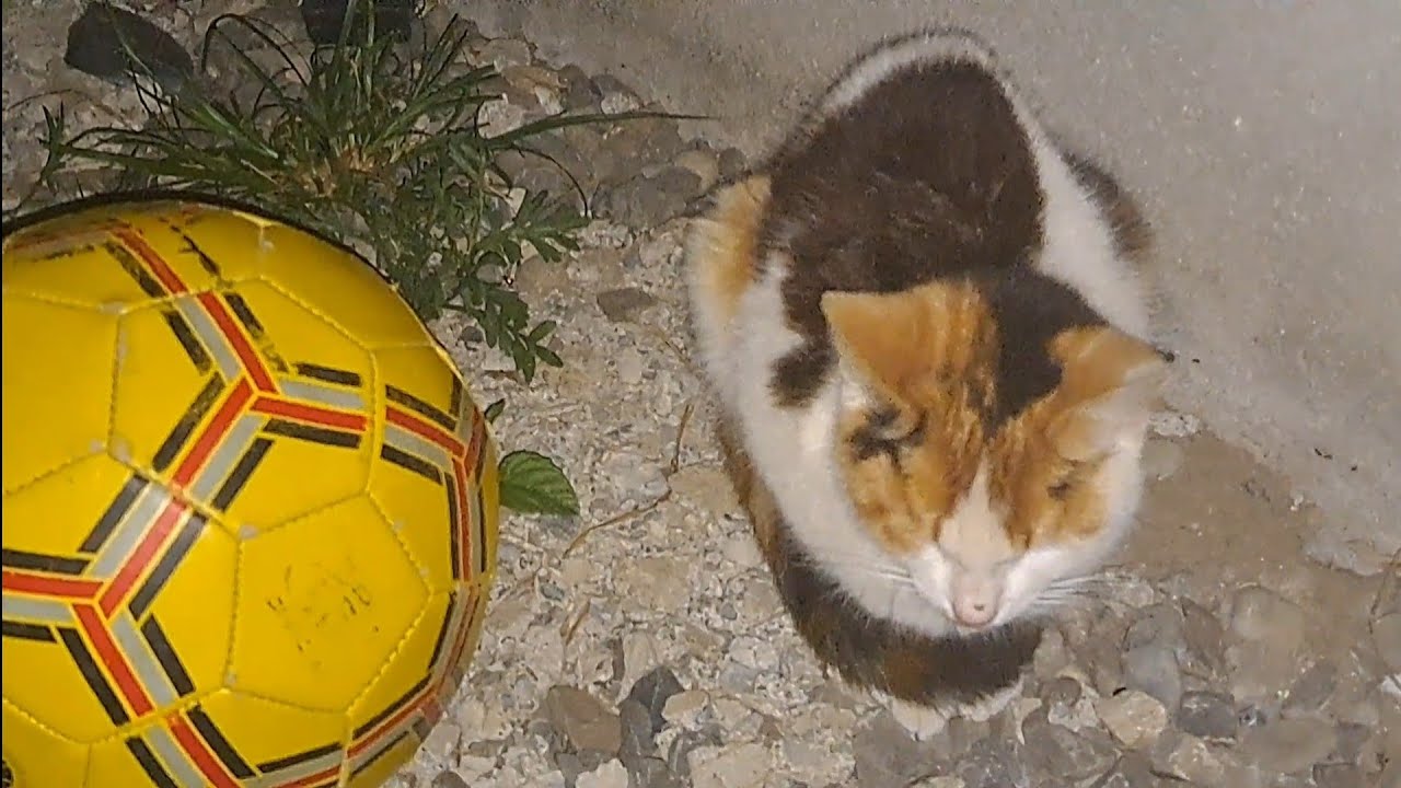 Cute cat soaking in the rain. - YouTube