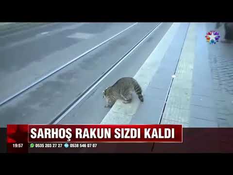 SARHOŞ RAKUN SIZDI KALDI