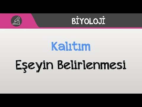 Kalıtım - Eşeyin Belirlenmesi