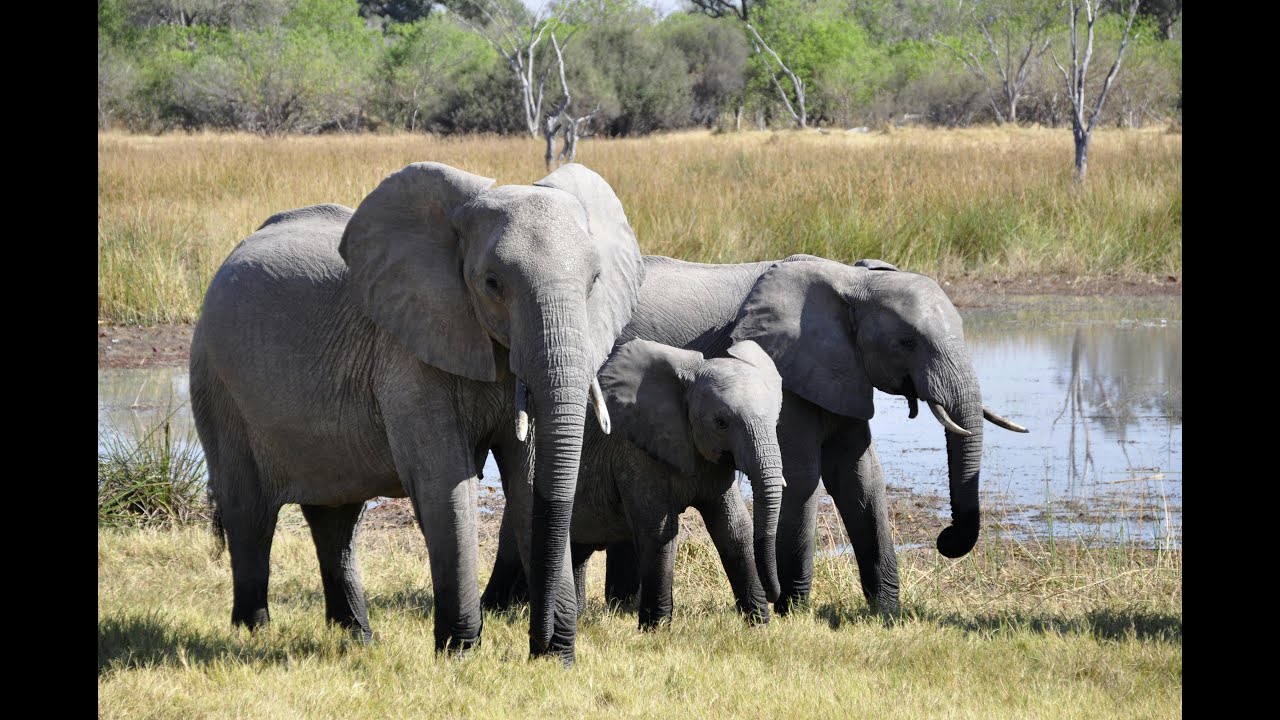 Indian Elephant | African Elephant video | Elephant Attack | Asiab ...