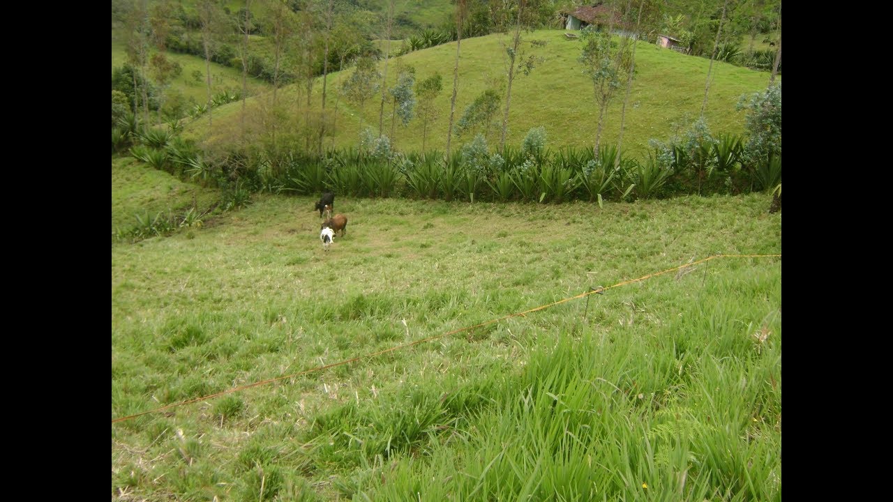 Manejo y Producción de Pastos y Forrajes - TvAgro por Juan Gonzalo ...