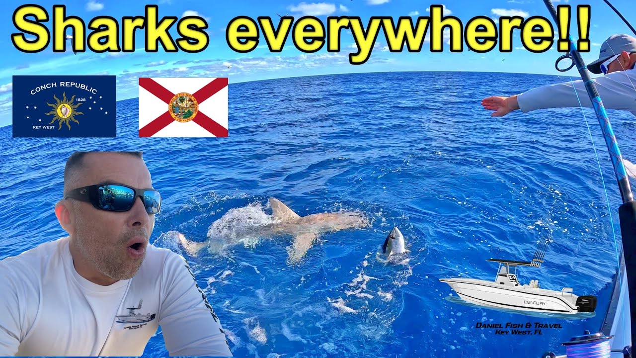 Ocean fishing - sharks everywhere - shark, tuna, bonito, mackerel ...