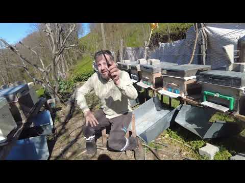 Arılarda ilkbahar bakımı (porkud arıcılık murat yılmaz )