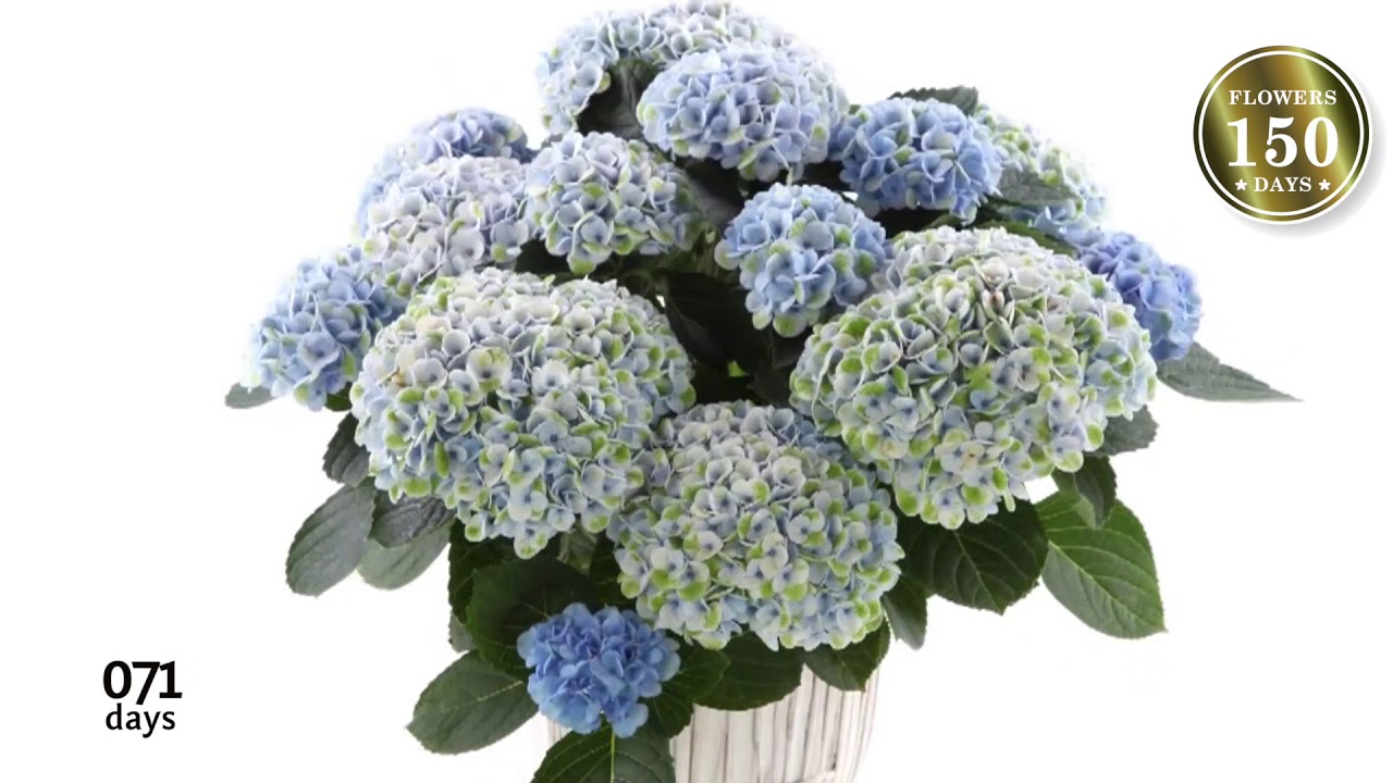 Colourchanging Hydrangea: Magical - YouTube