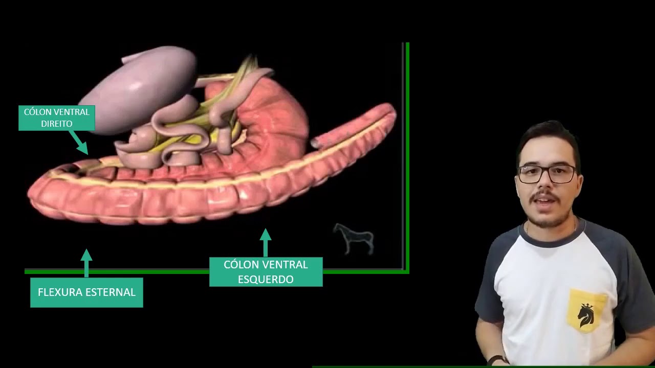 ANATOMIA DO TRATO GASTROINTESTINAL DO EQUINO - YouTube