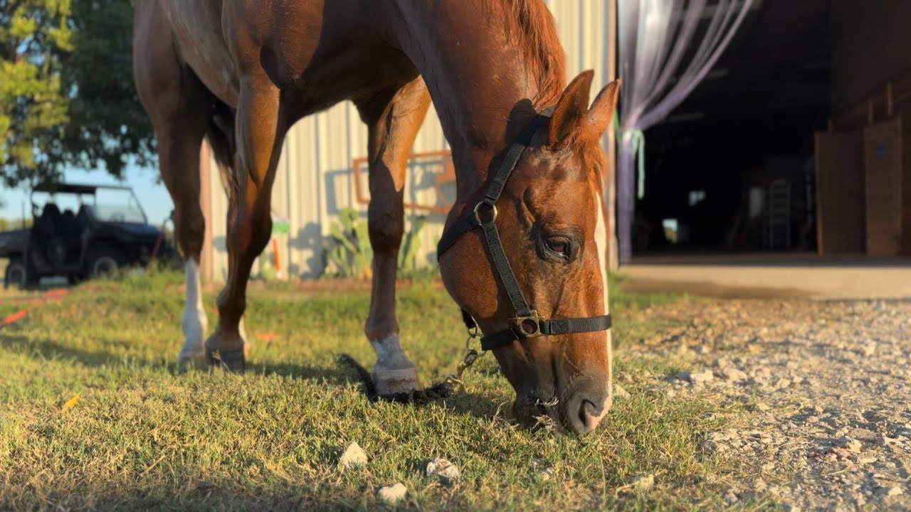 Scenes from the barn | Part 3 - YouTube