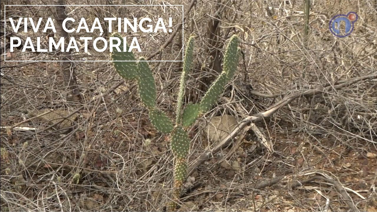 Viva Caatinga! Palmatória - YouTube
