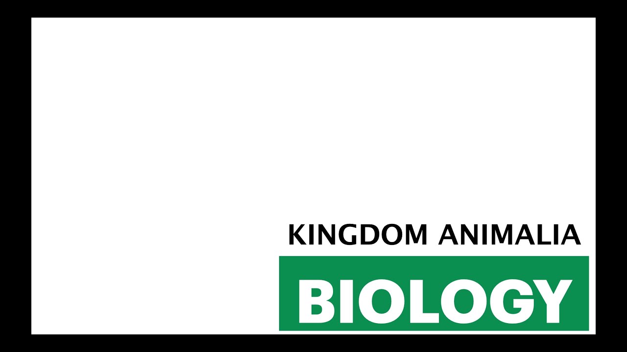 kingdom animalia | biology - YouTube