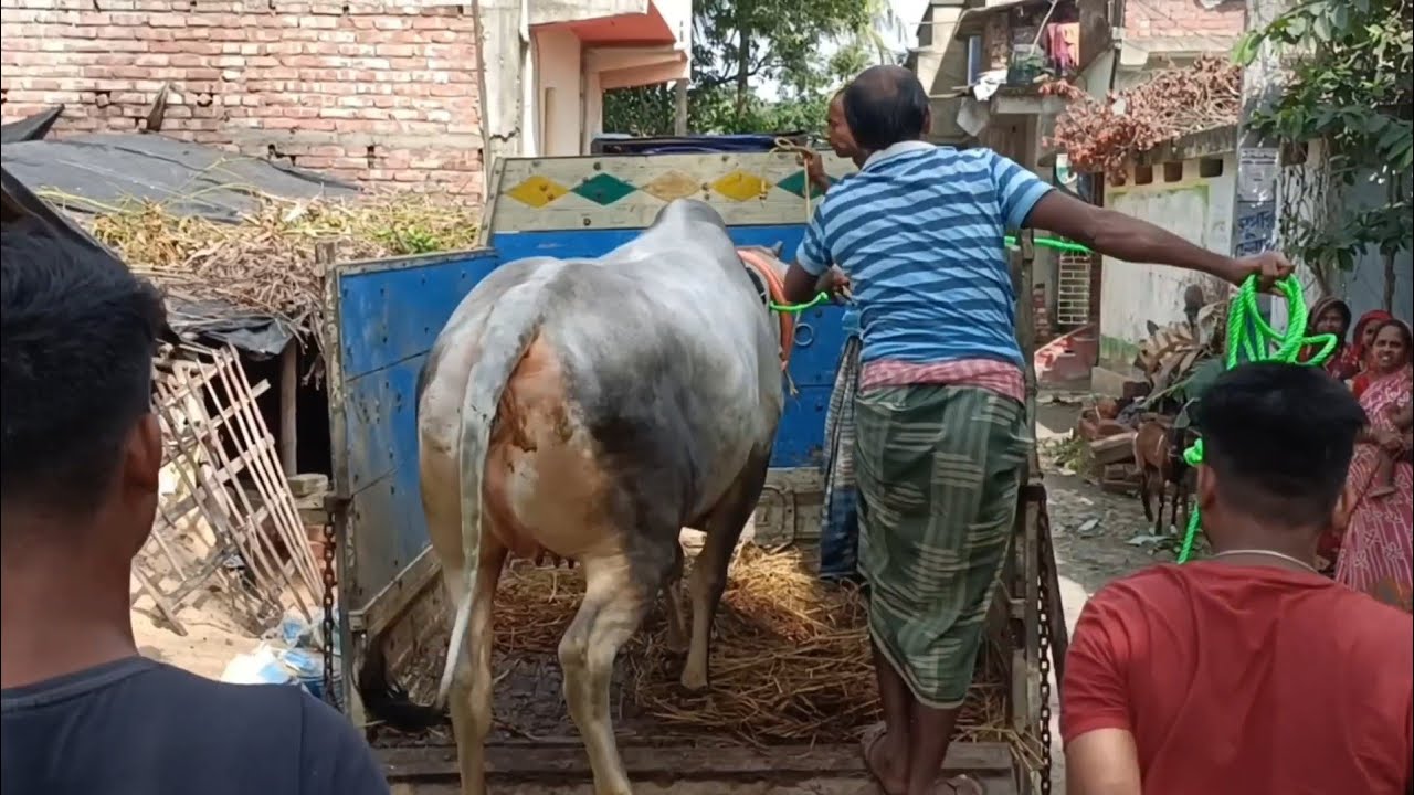 Loading the most Beautiful Bachi Cow 😍 for EID-UL-ADHA | Alhamdulillah ...