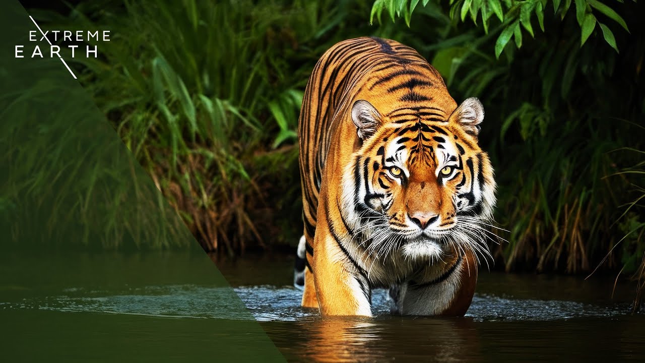Where Predators Hide and Hunters Become Prey (Animal Documentary) - YouTube