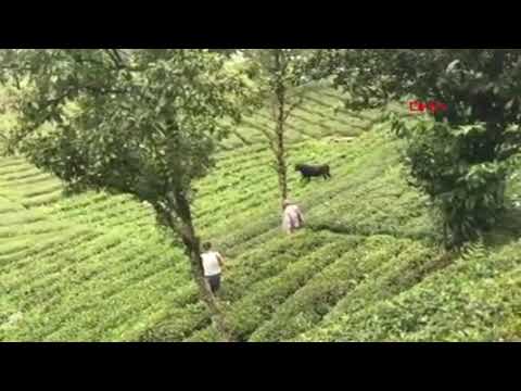 Rize'de Kaçan Boğa Sakinleştirici İğne ile Yakalandı