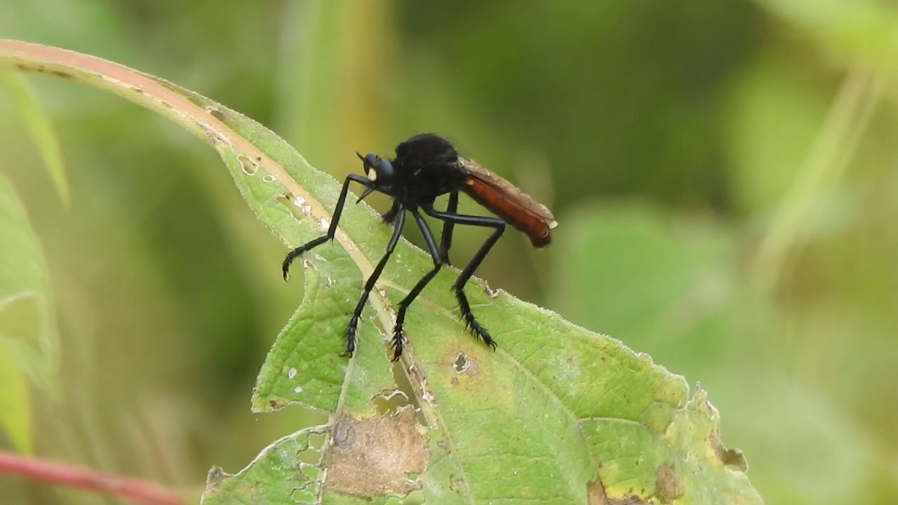 Mosca Ladrona Mexicana (Archilestris magnificus) - YouTube