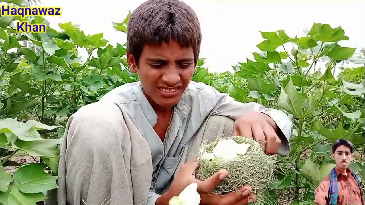 Kapas ki fasal Jun 24 - YouTube