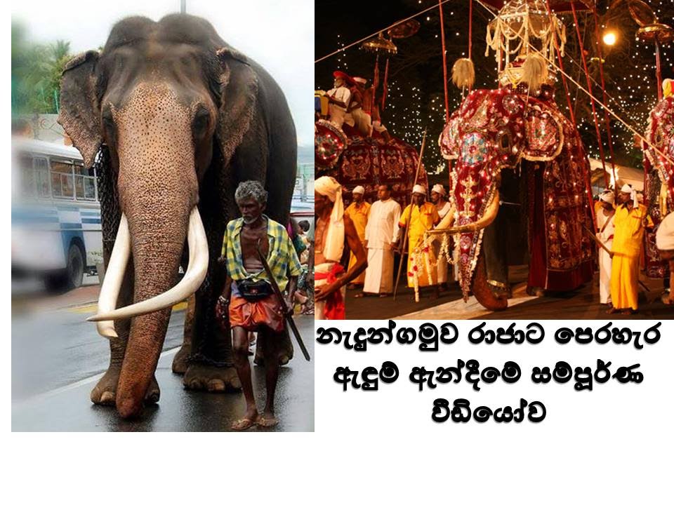 Nadungamuwa Raja -නැදුන්ගමුවේ රාජා පෙරහැර අඳුම් ඇදීම - YouTube