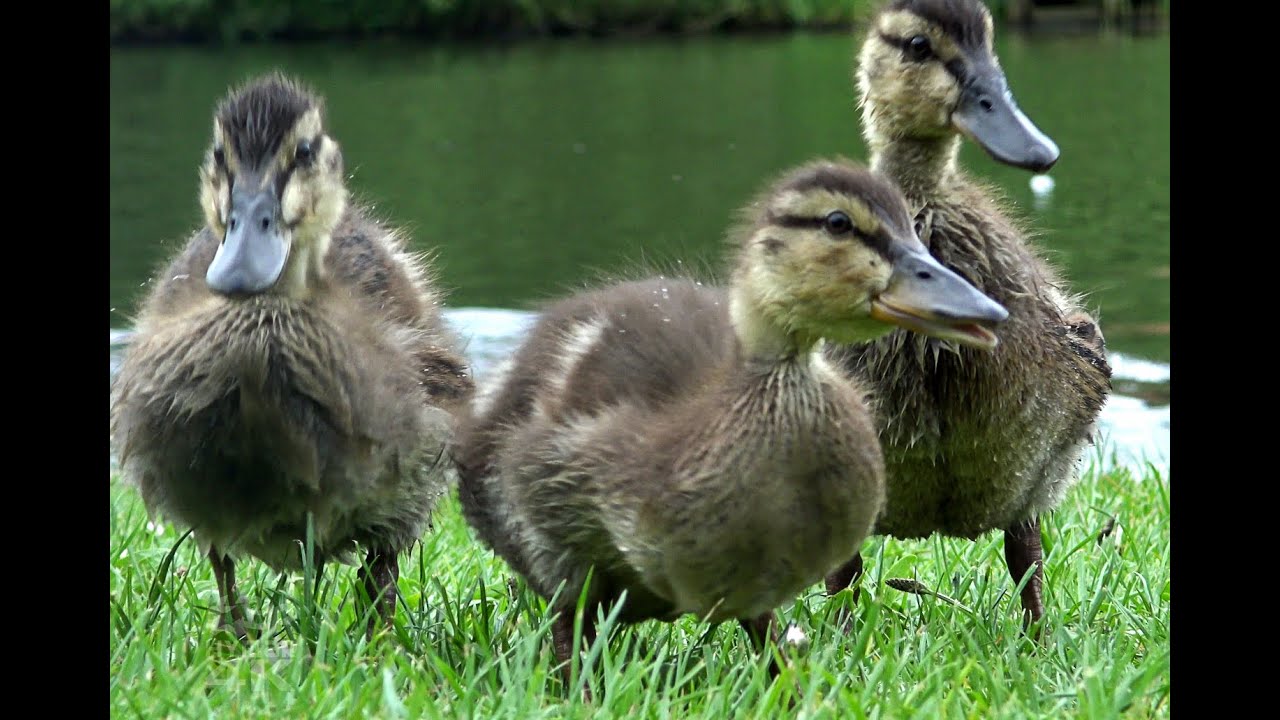 Nature watching in Town - Cute spring Chicks, Ducklings and more in 4K ...