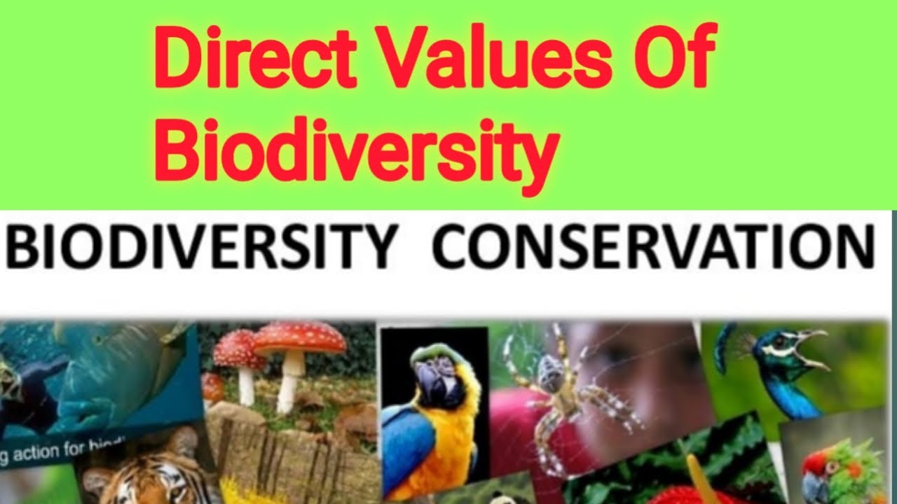 Direct Values Of Biodiversity Lecture No 14 Part 2 YouTube direct-values-of-biodiversity-lecture-no-14-part-2-youtube