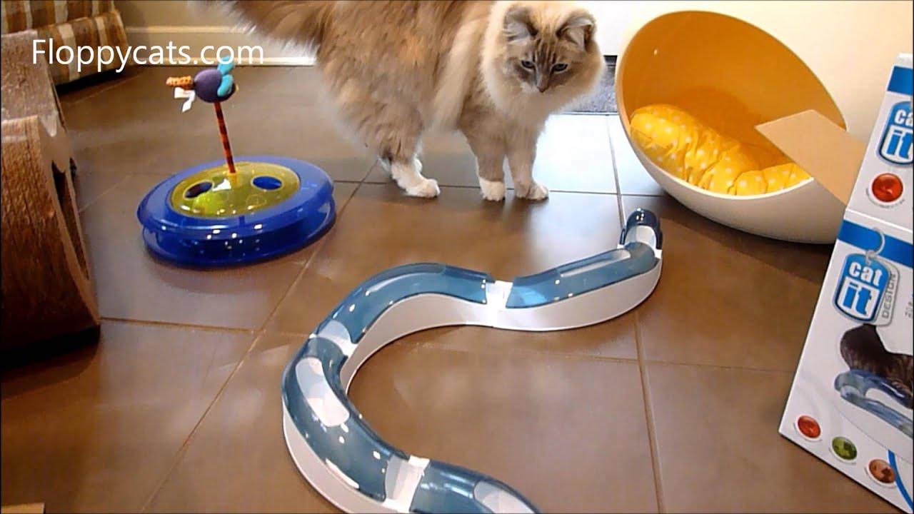 Ragdoll Cats Receive Catit Senses Interactive Cat Toys - ラグドール ...