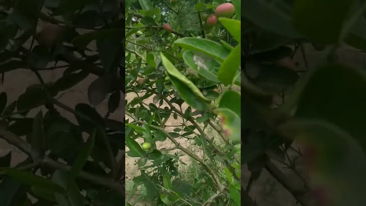 Fruits Hacks Form Trees what Is The Fruit Name shortsvideo like Fruits Hacks Form Trees what Is The Fruit Name shortsvideo like