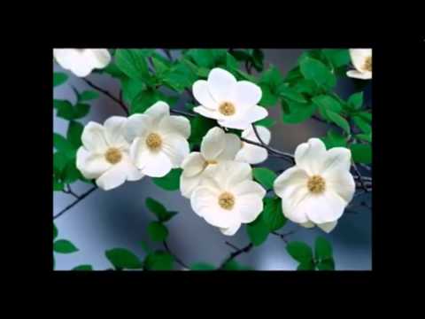 Tüm sanatsever dostlar için.