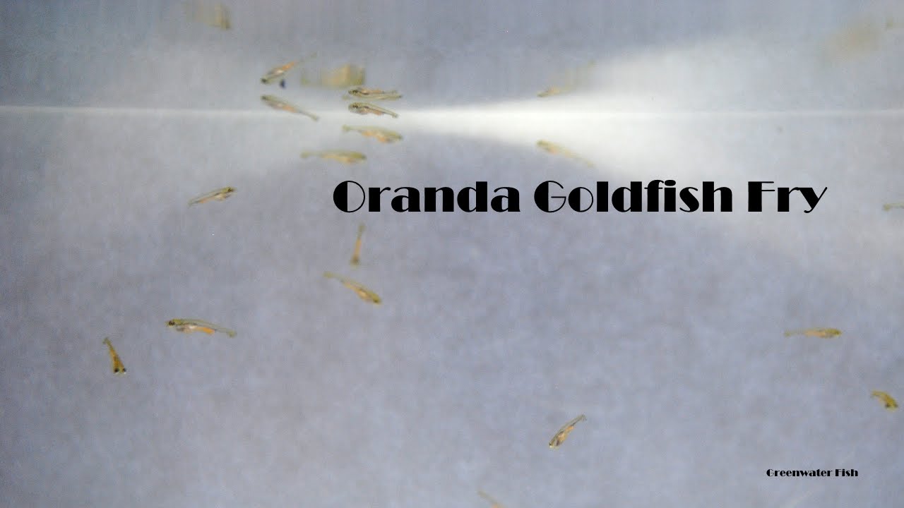 Oranda Goldfish Fry 1 Week | May 2016 - YouTube