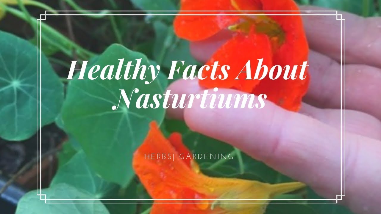Healthy Facts About Nasturtiums with Herbalist Nancy Smithers - YouTube